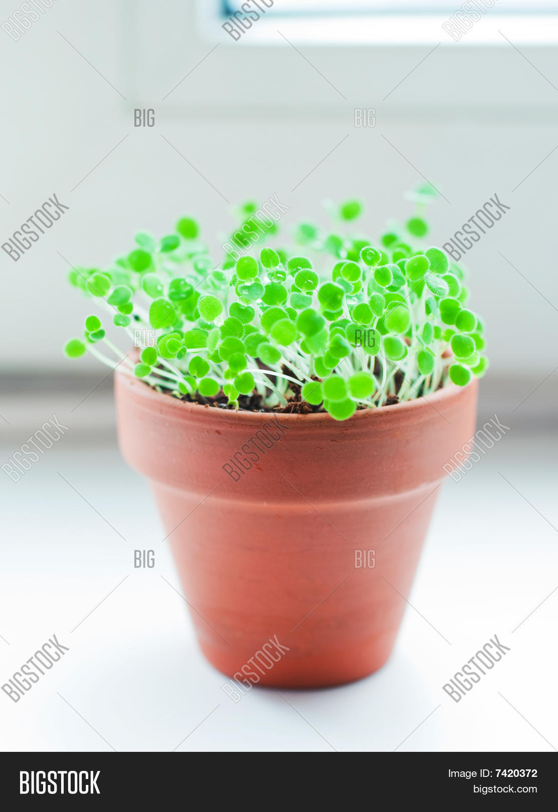Small Green Sprouts Image & Photo (Free Trial) | Bigstock