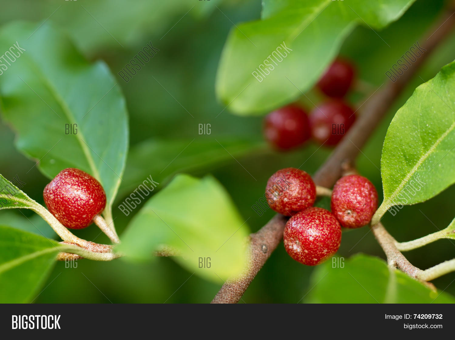 Ripe Autumn Olive Image & Photo (Free Trial) | Bigstock