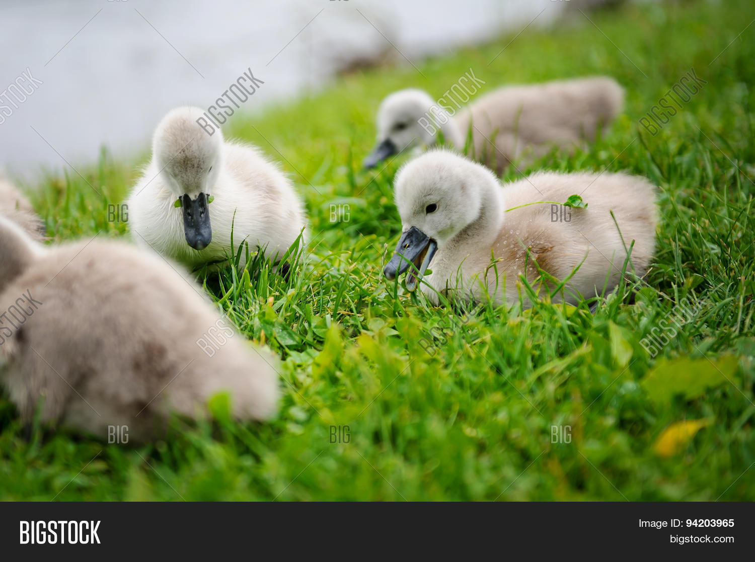 Adorable Baby Swan Image & Photo (Free Trial) | Bigstock