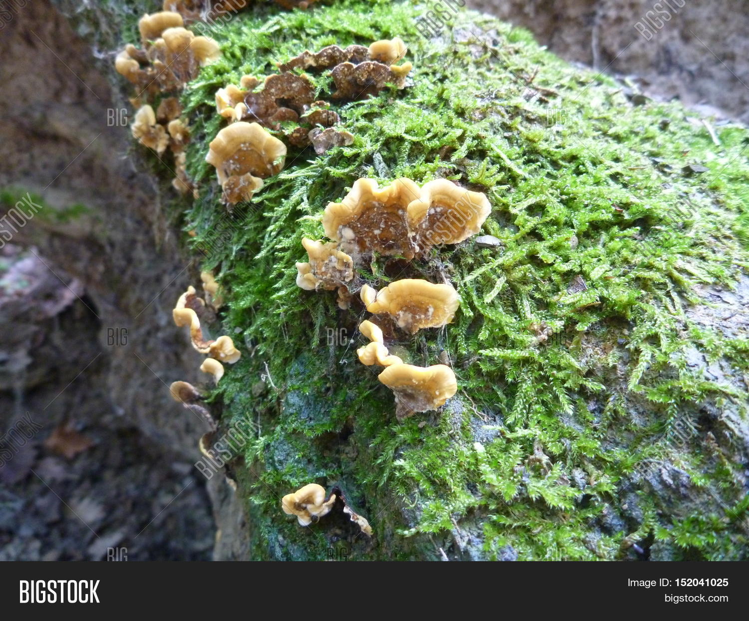 Fungi Moss On Rotten Image & Photo (Free Trial) | Bigstock
