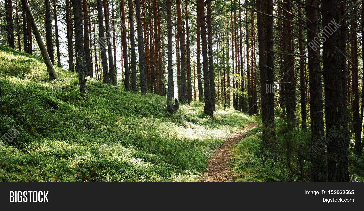 Pathway Pine Tree Image & Photo (Free Trial) | Bigstock