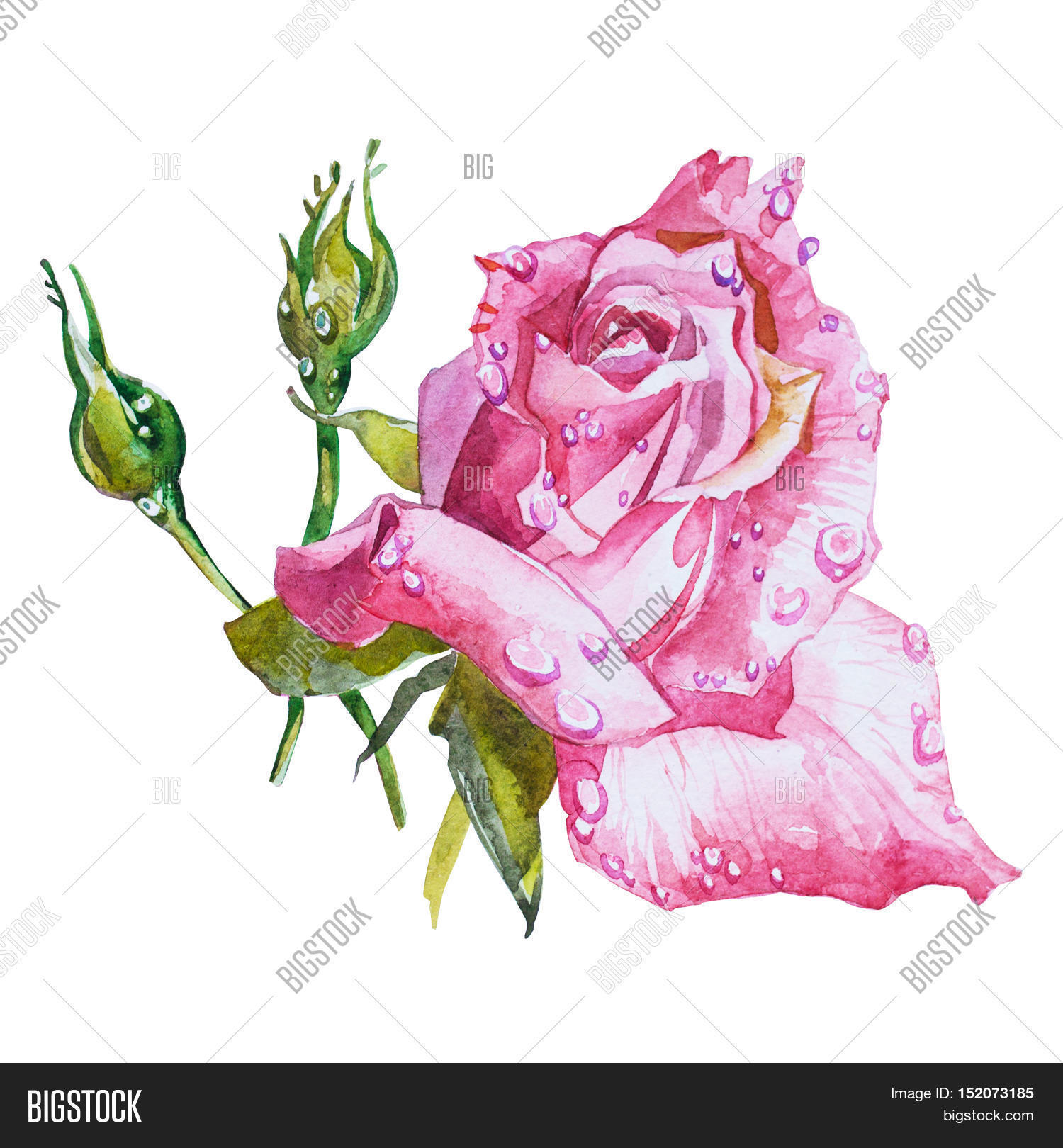 Watercolor Flowers Image & Photo (Free Trial) | Bigstock