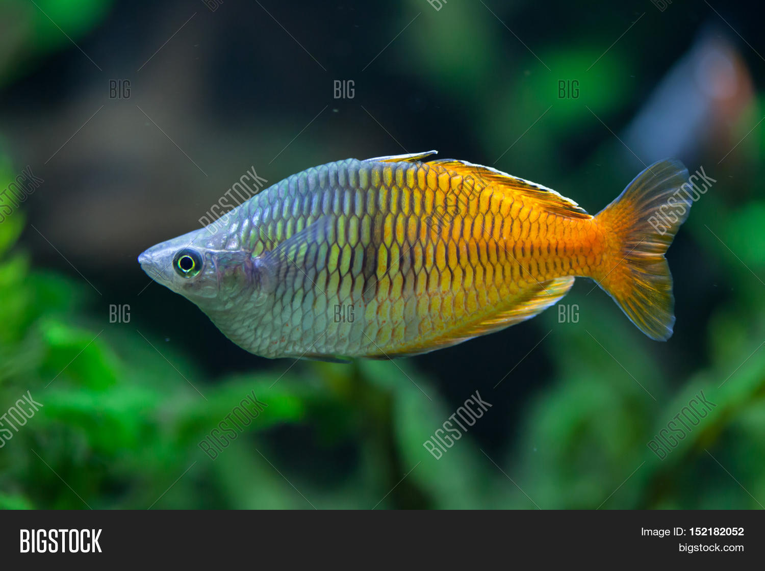Boeseman's Rainbowfish Image & Photo (Free Trial) | Bigstock