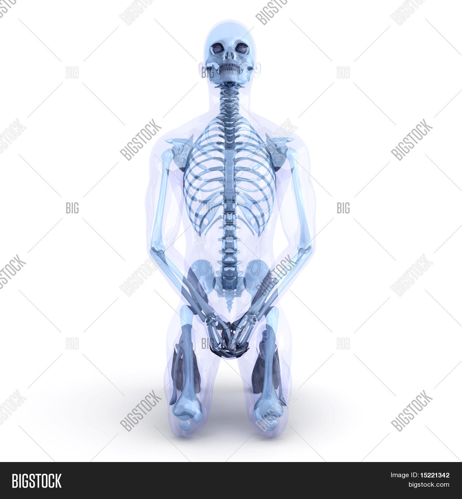 Sitting Anatomy Image & Photo (Free Trial) | Bigstock