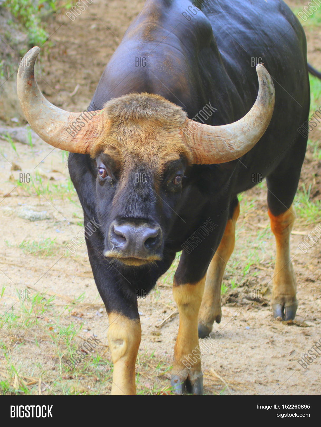 Bull Gaur, Species Image & Photo (Free Trial) | Bigstock