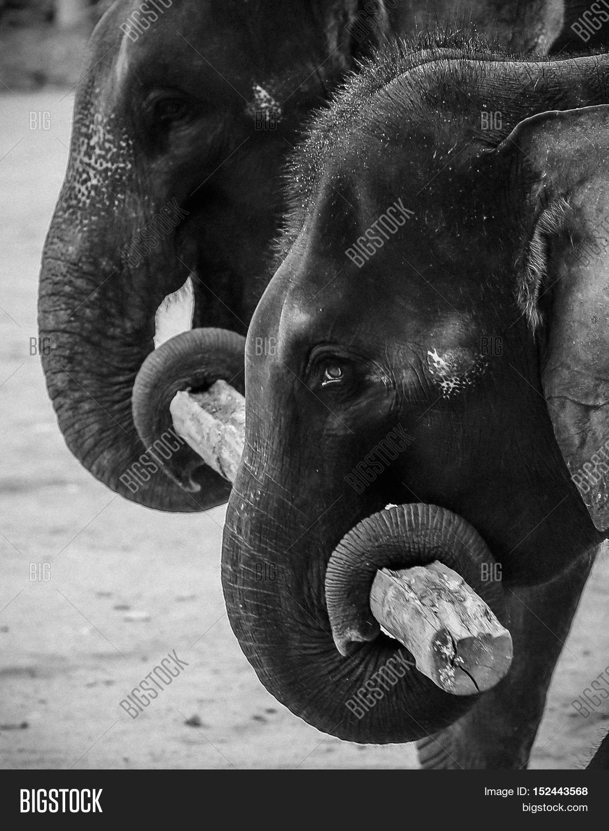Elephants Use His Image & Photo (Free Trial) | Bigstock