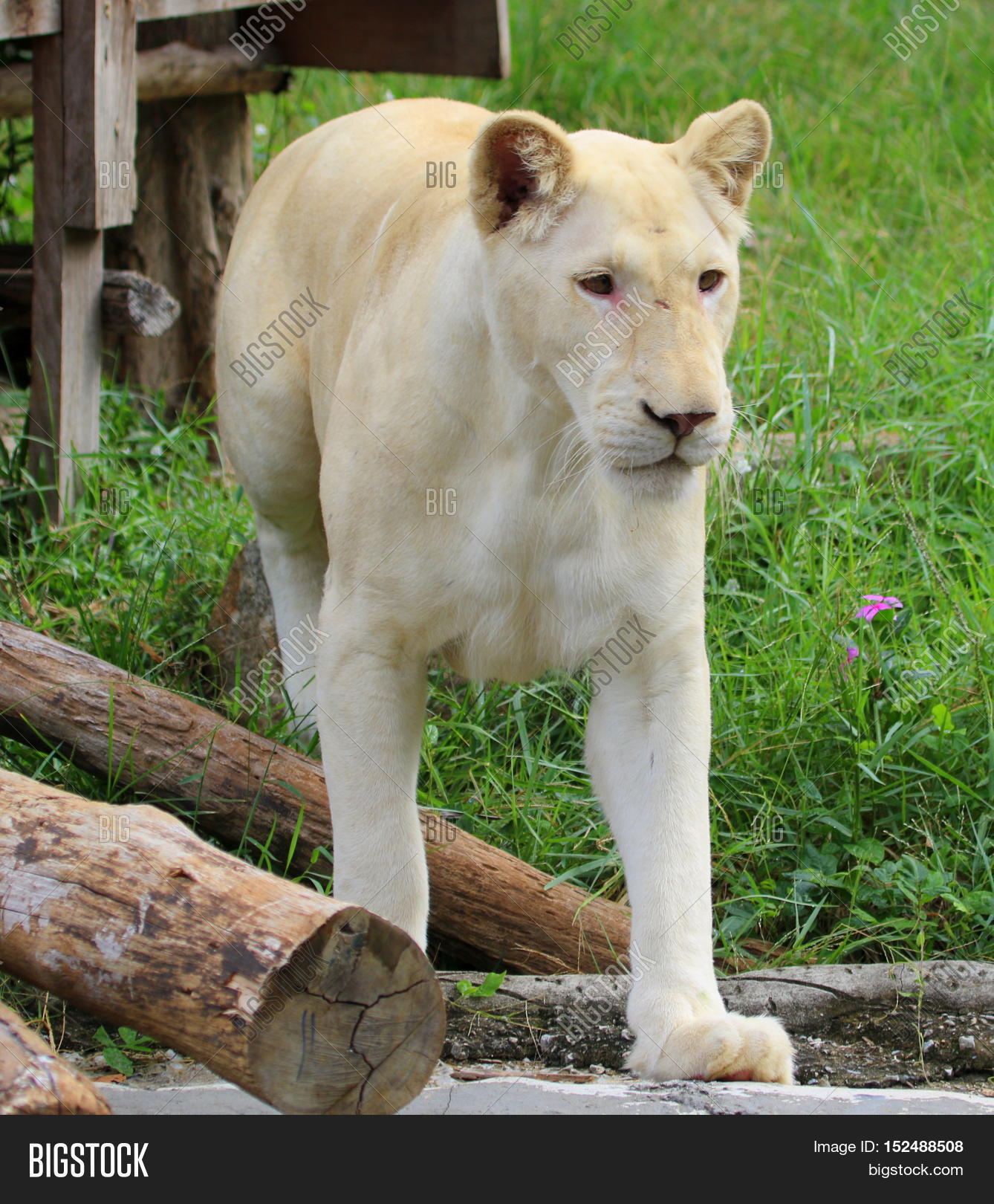 White Mutation African Image & Photo (Free Trial) | Bigstock