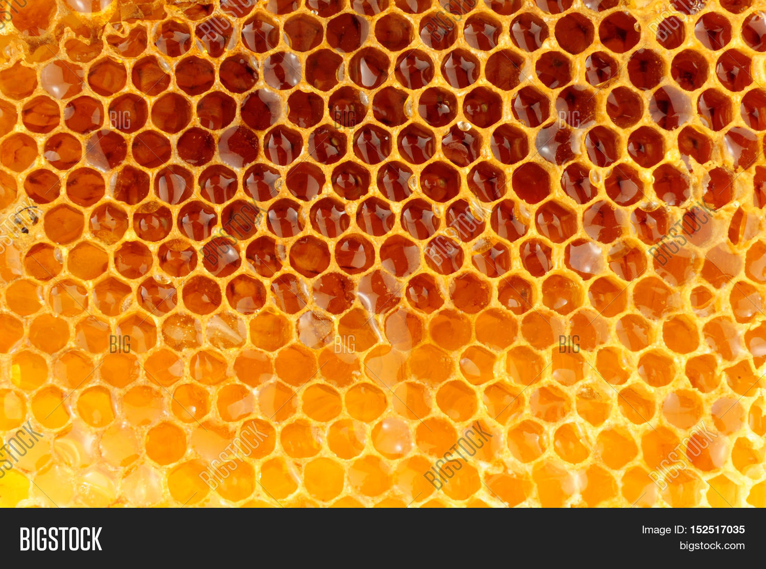 Honey Bee Wax Image & Photo (Free Trial) | Bigstock