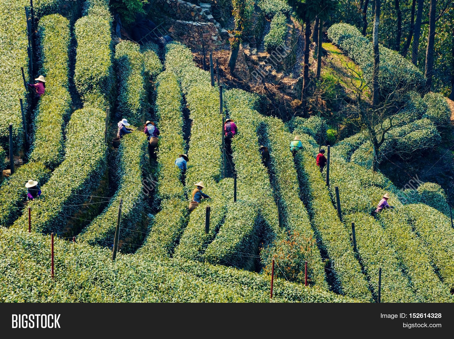 Farmers Longjing Tea Image & Photo (Free Trial) | Bigstock