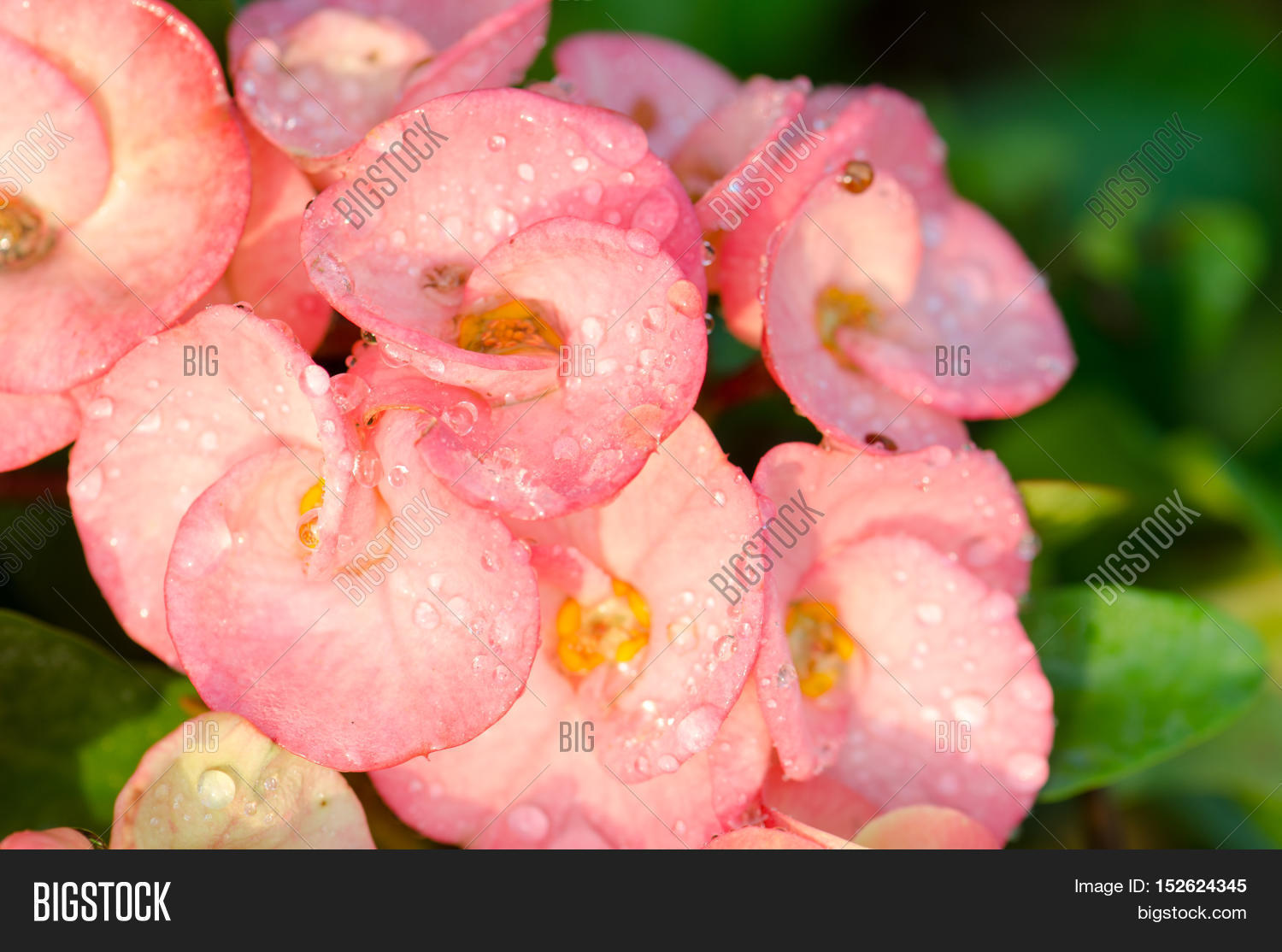 Poi Sian Flowers Pink Image & Photo (Free Trial) | Bigstock