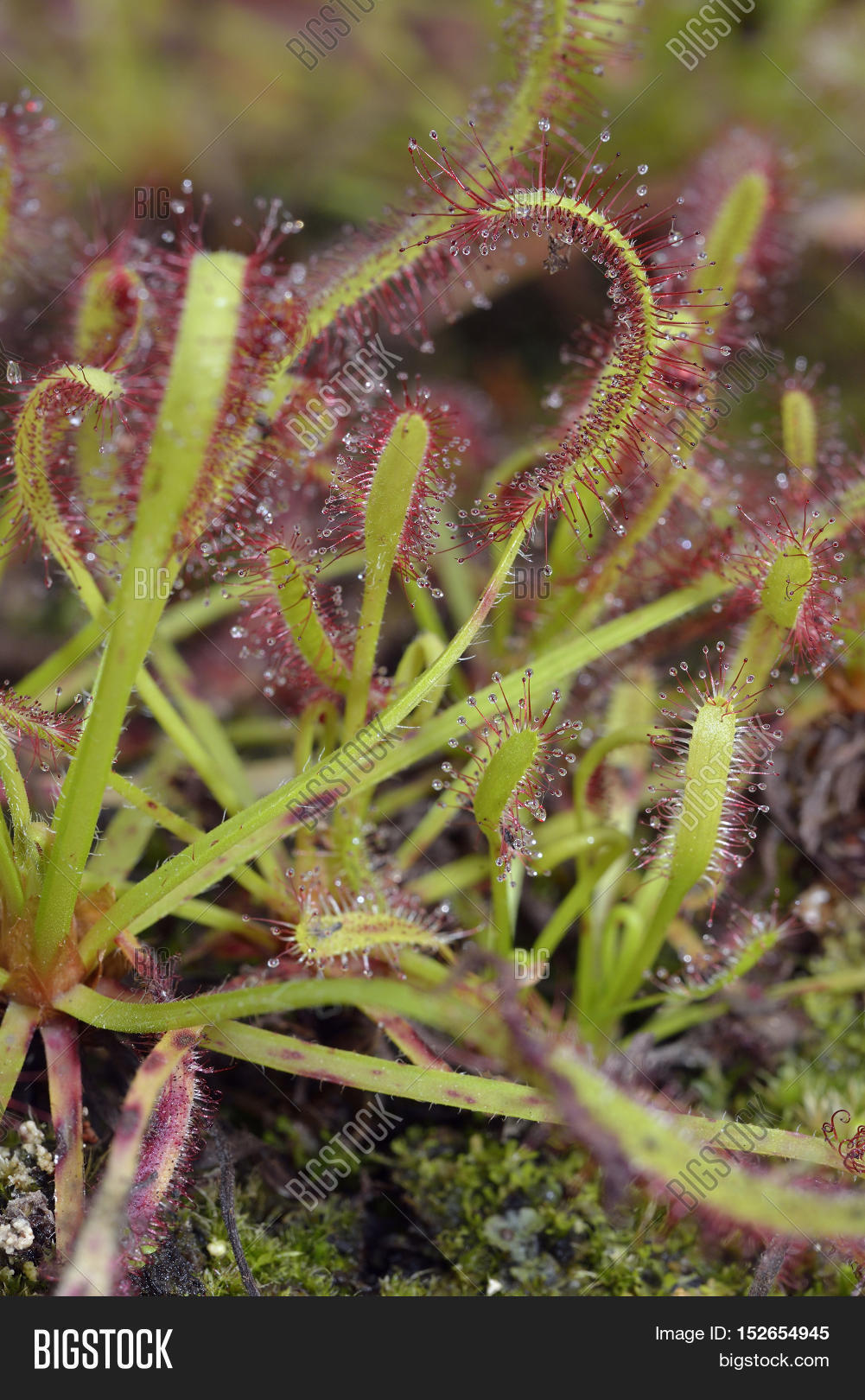 Cape Sundew - Drosera Image & Photo (Free Trial) | Bigstock