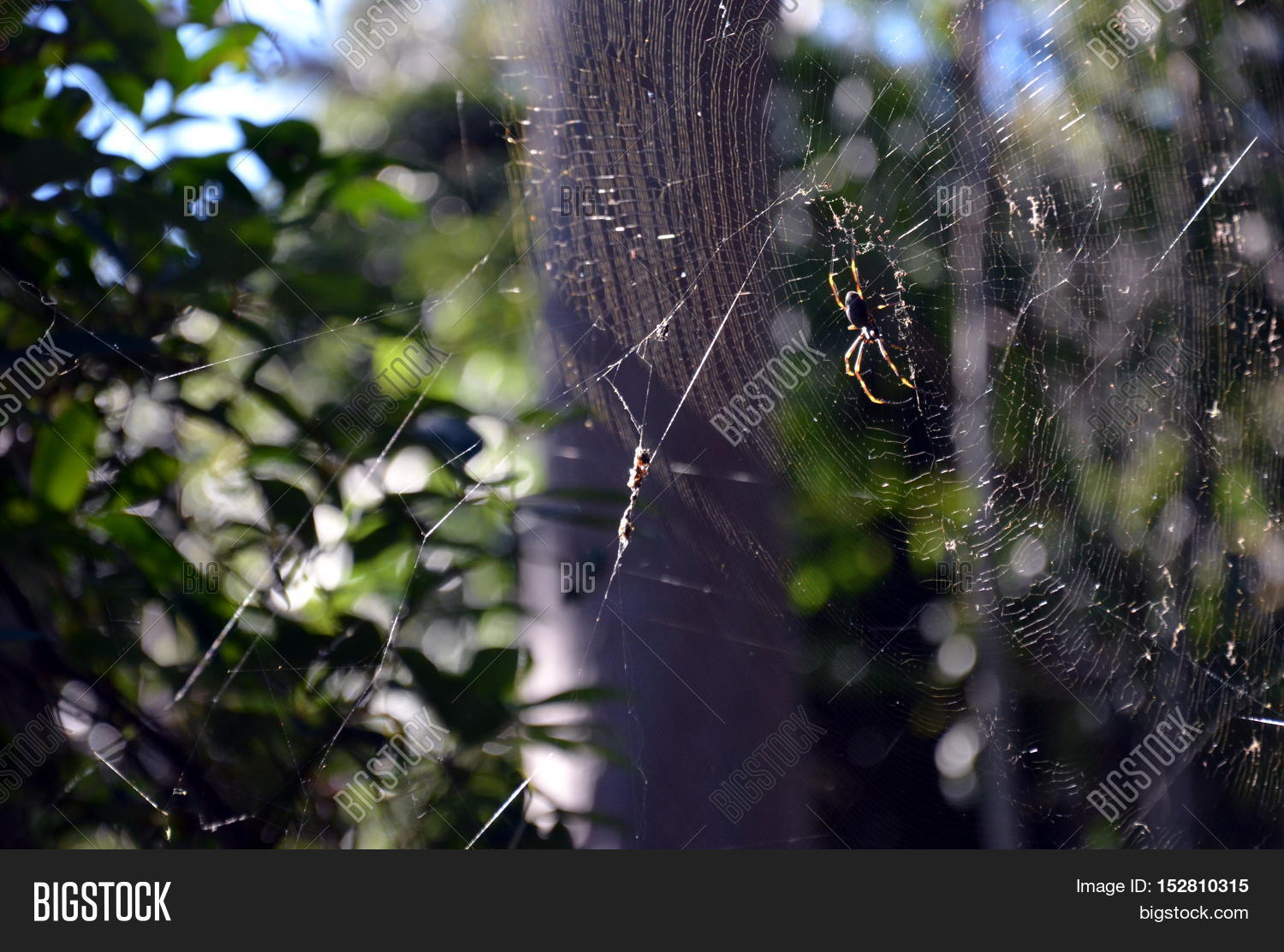 Spider Hanging On Image & Photo (Free Trial) | Bigstock