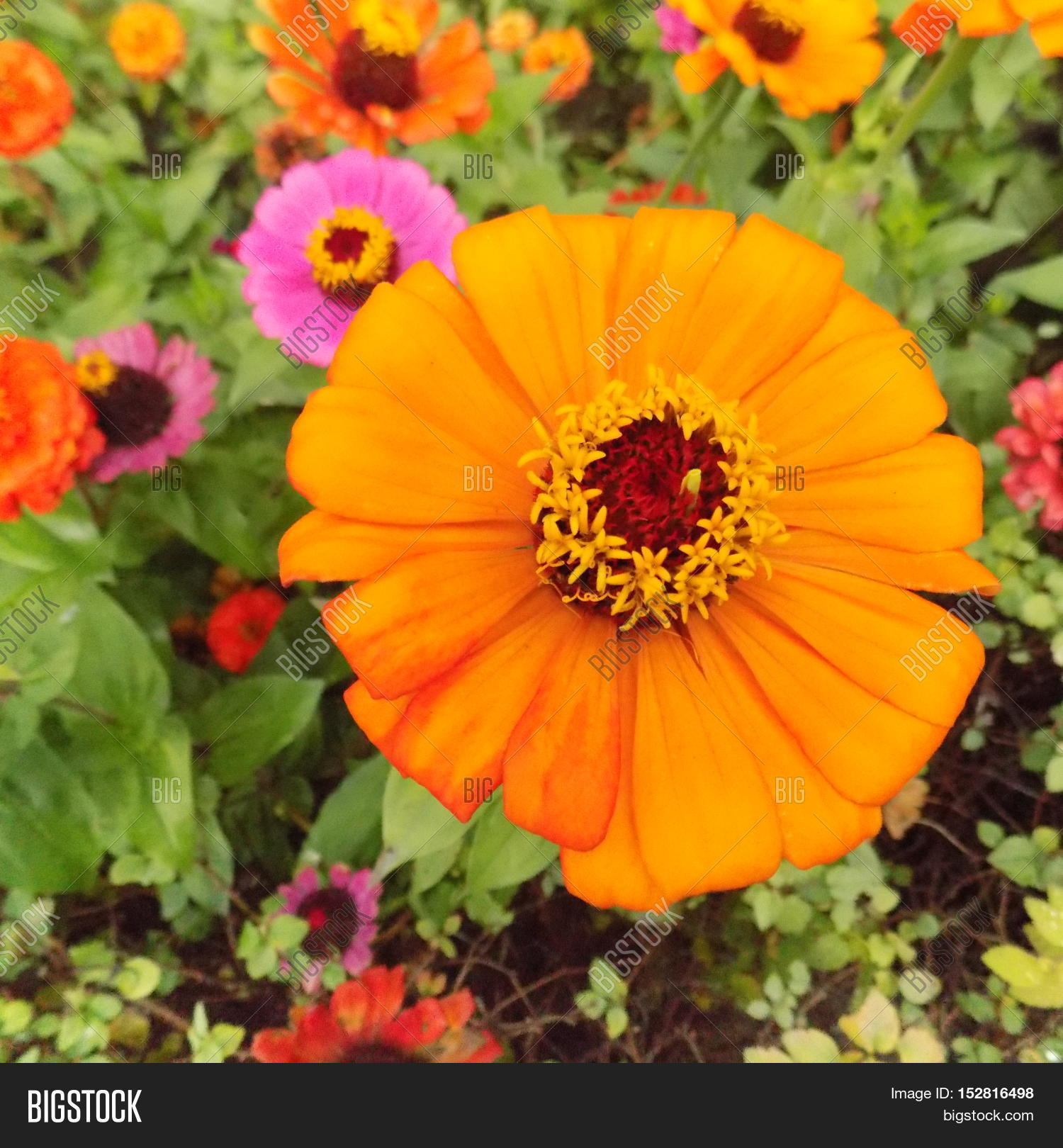 Chamomile, Yellow, Image & Photo (Free Trial) | Bigstock