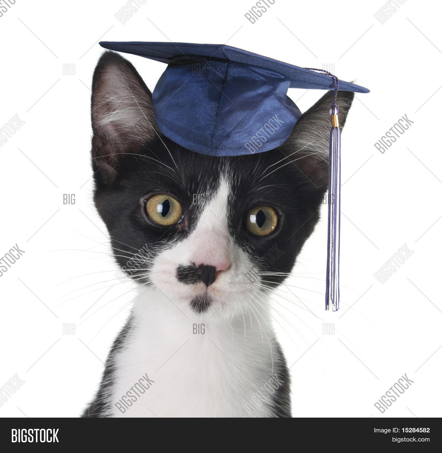 Smart Cat Image & Photo (Free Trial) | Bigstock
