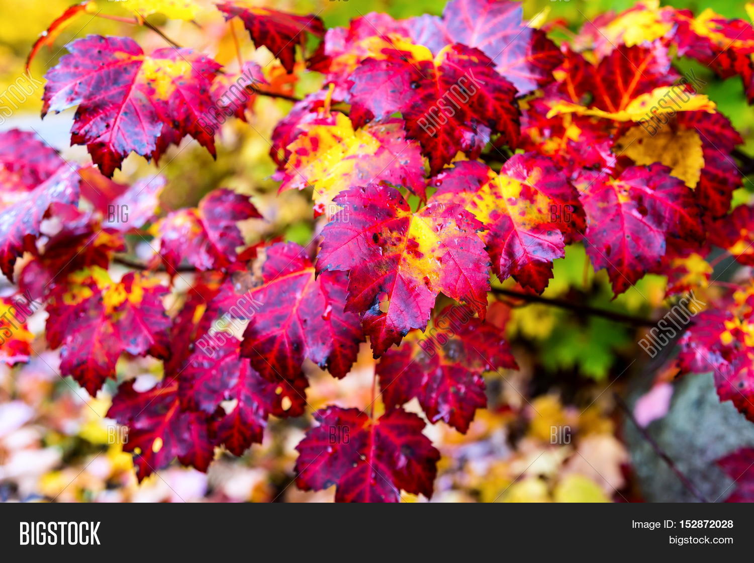 Autumn Beginning Take Image & Photo (Free Trial) | Bigstock