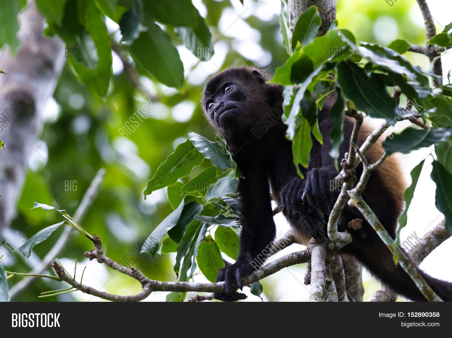Mantled Howler Monkey Image & Photo (Free Trial) | Bigstock
