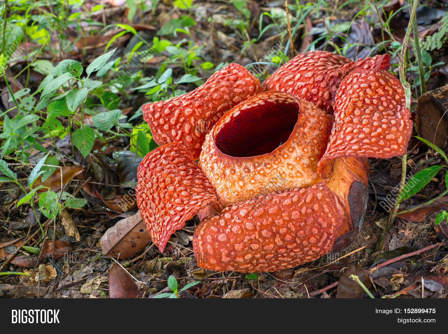 Rafflesia, Biggest Image & Photo (Free Trial) | Bigstock