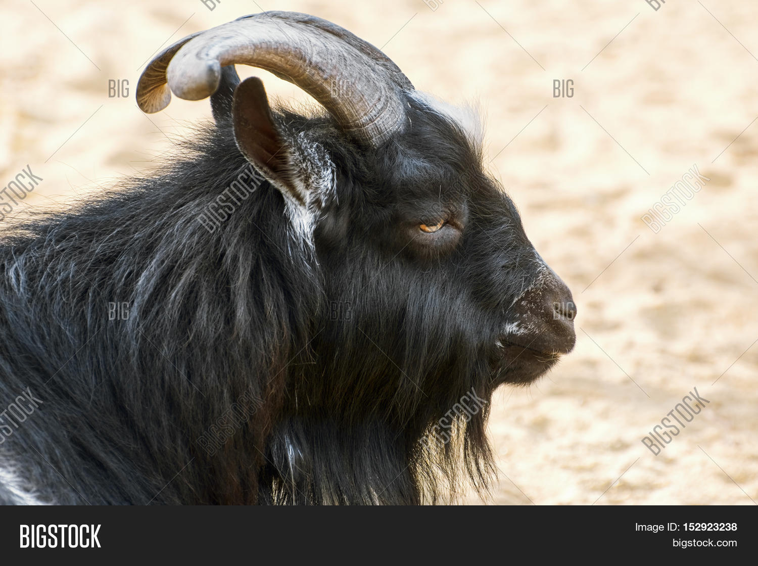 Portrait Black Billy Image & Photo (Free Trial) | Bigstock