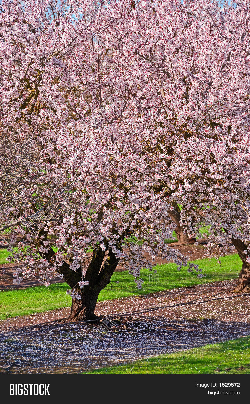 Fruit Trees Bloom Image & Photo (Free Trial) | Bigstock