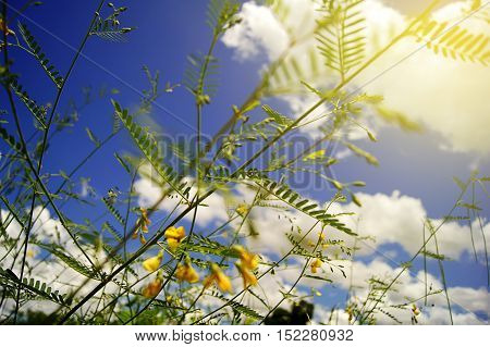 Sesbania Javanica Image & Photo (Free Trial) | Bigstock