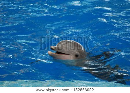 Dolphin Chattering His Image & Photo (Free Trial) | Bigstock