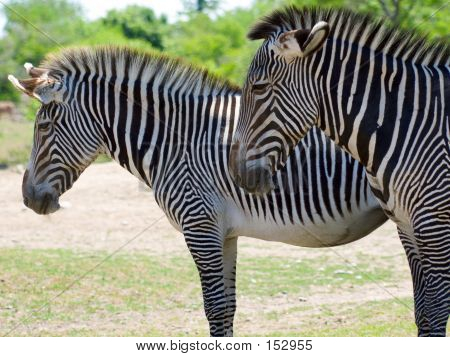 Zebra Mating Images, Illustrations & Vectors (Free) - Bigstock