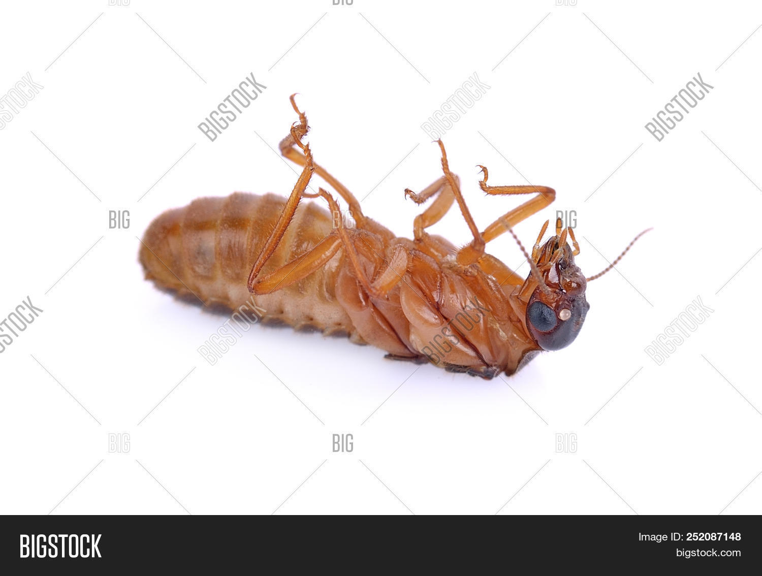This Alates,termite Image & Photo (Free Trial) | Bigstock