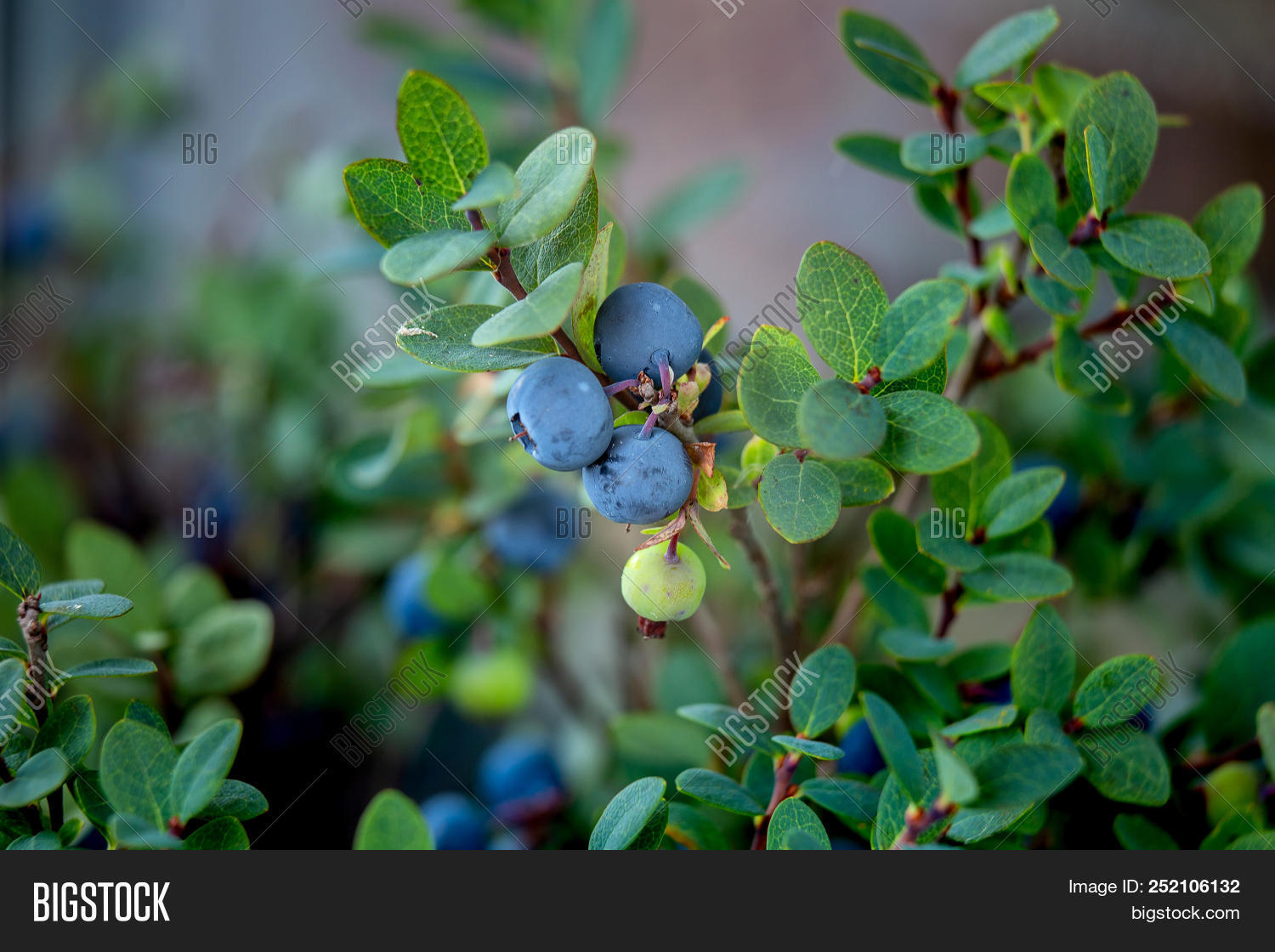 Bush Ripe Bilberry Image & Photo (Free Trial) | Bigstock