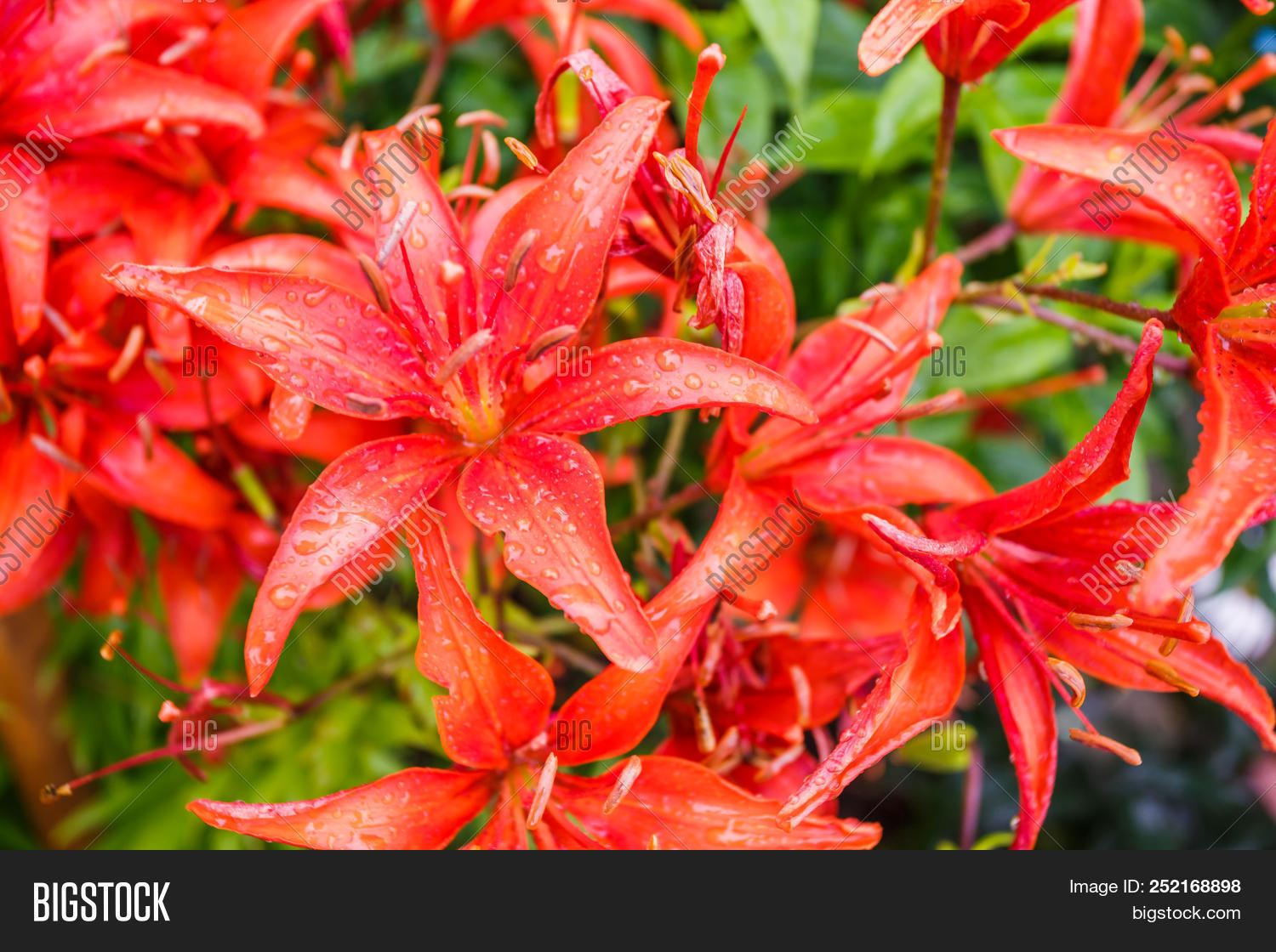 Wild Red Tiger Lilies Image & Photo (Free Trial) | Bigstock