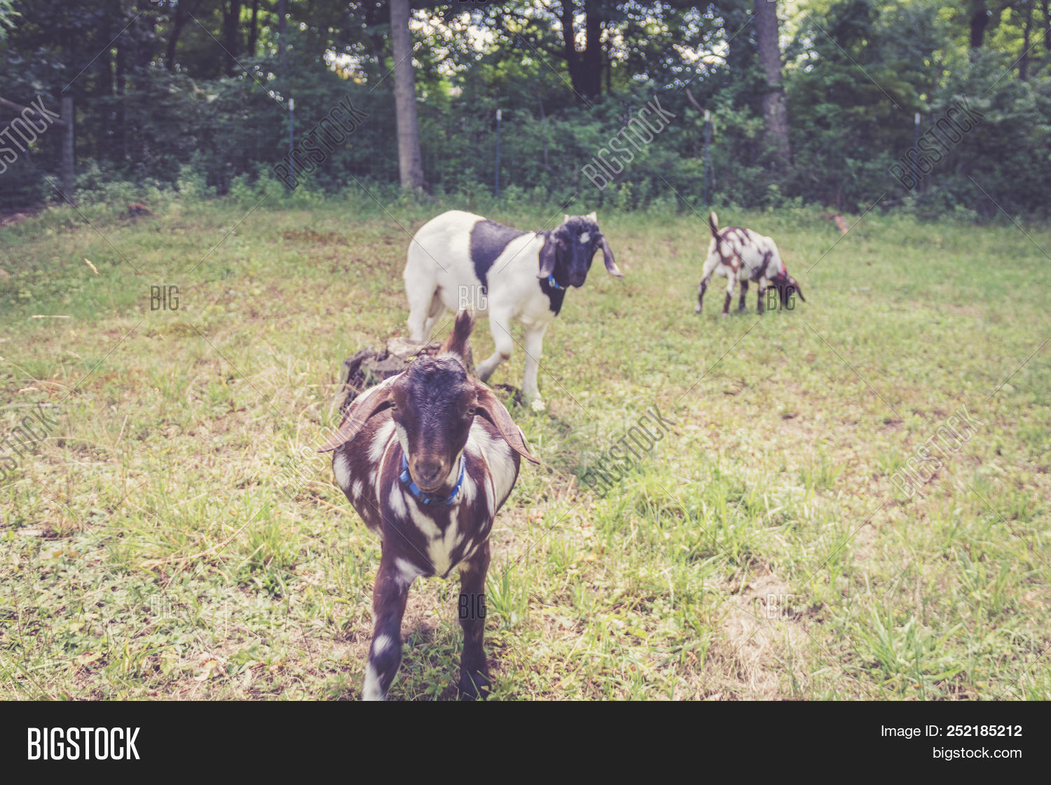 Spotted Boer Goat Kids Image & Photo (Free Trial) | Bigstock