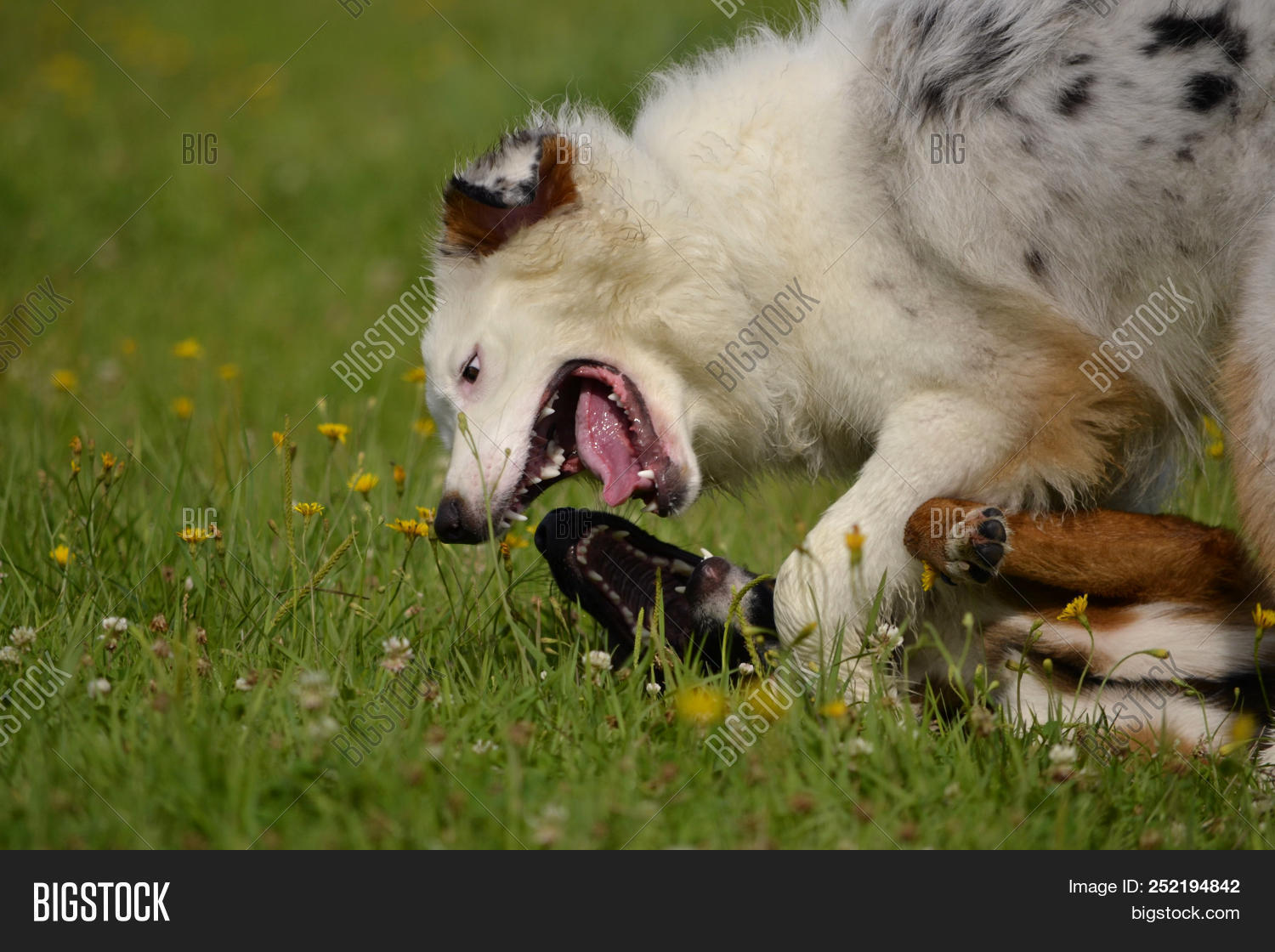 Are Australian Shepherds Aggressive To Other Dogs