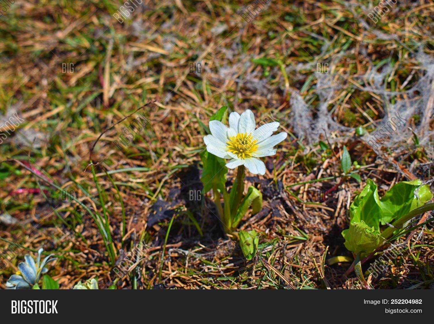 Tiny Wildflowers, Image & Photo (Free Trial) | Bigstock