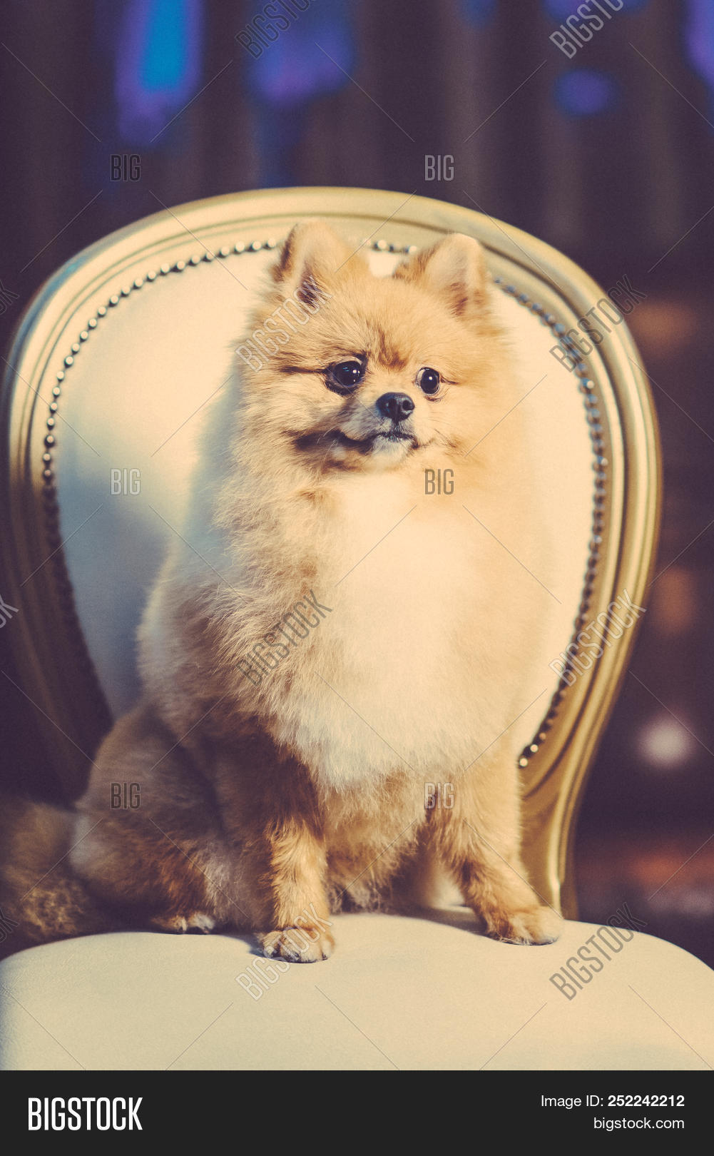 Pomeranian Haircut Fox