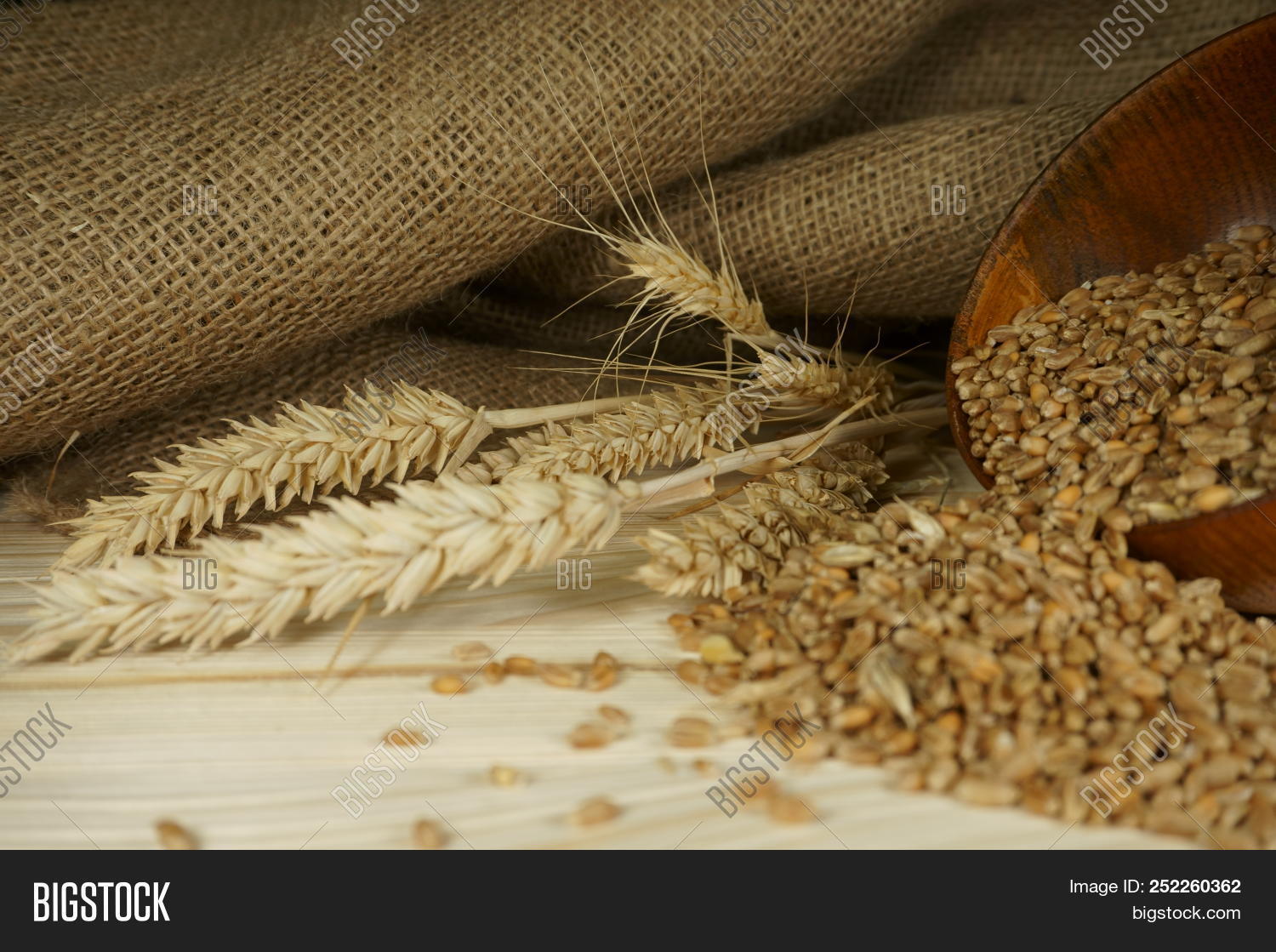 Fresh Raw Wheat Seeds Image & Photo (Free Trial) | Bigstock