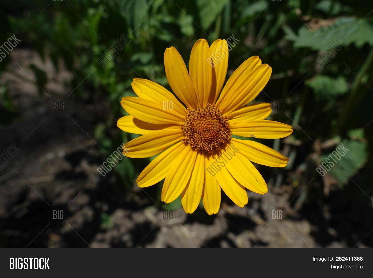 Top View Flower Image & Photo (Free Trial) | Bigstock