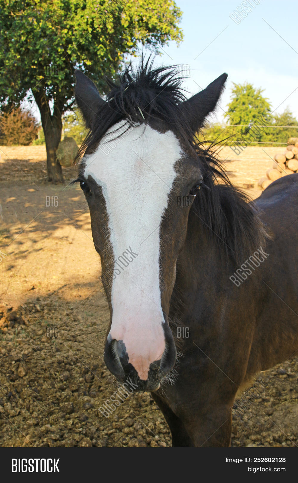 Pretty Brown Tinker Image & Photo (Free Trial) | Bigstock