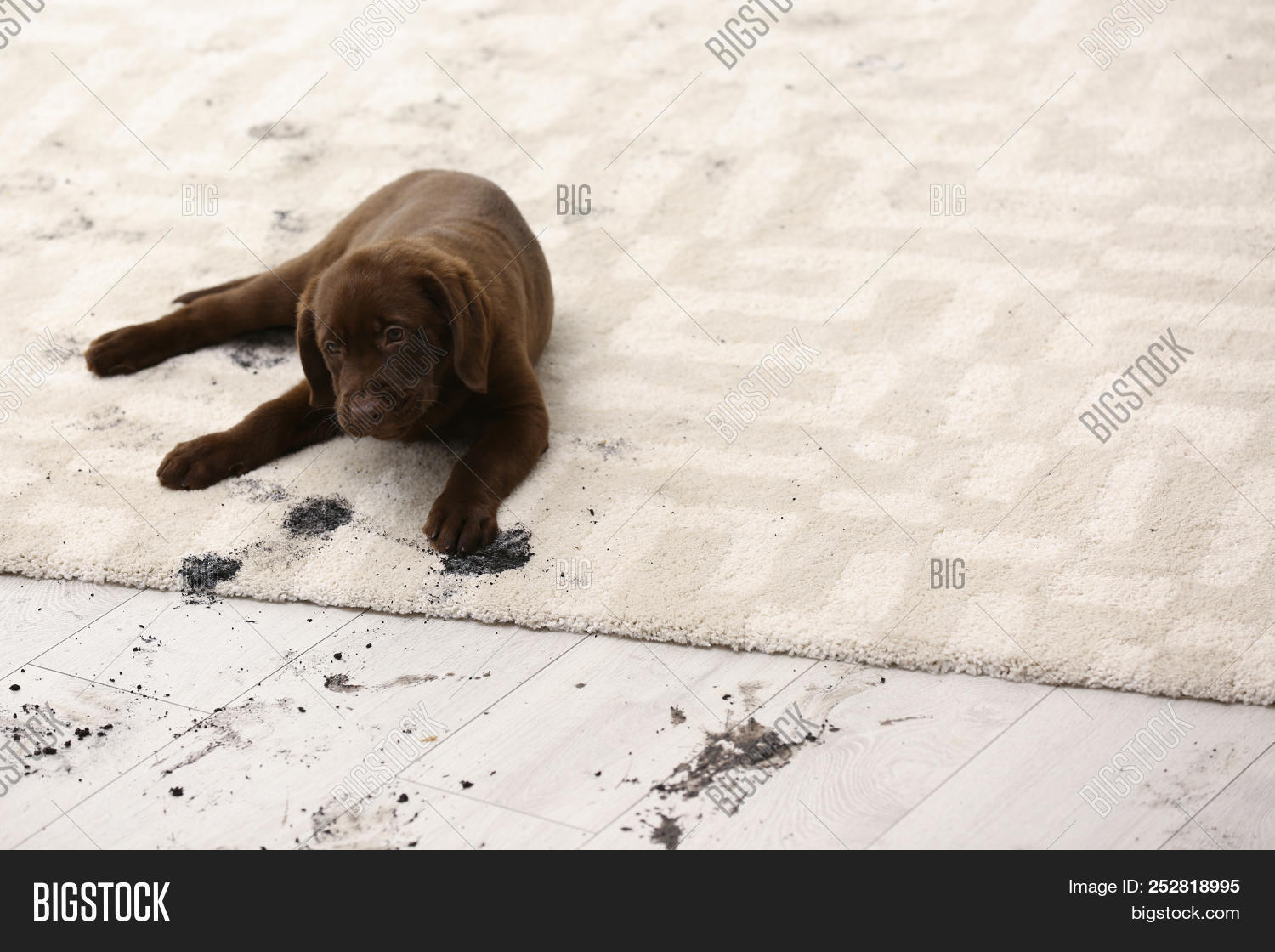 Cute Dog Leaving Muddy Image & Photo (Free Trial) | Bigstock