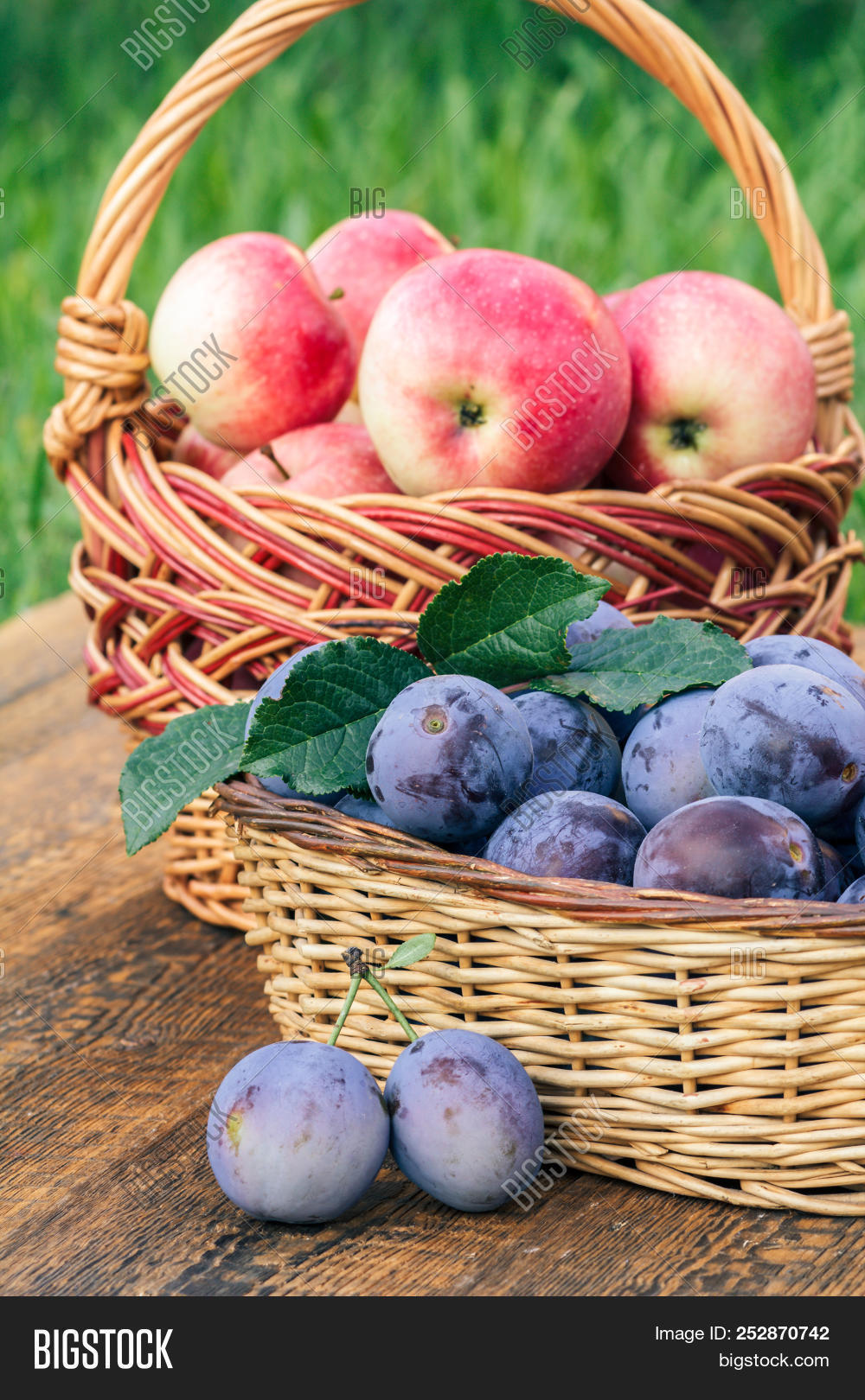 Just Picked Plums Image & Photo (Free Trial) | Bigstock