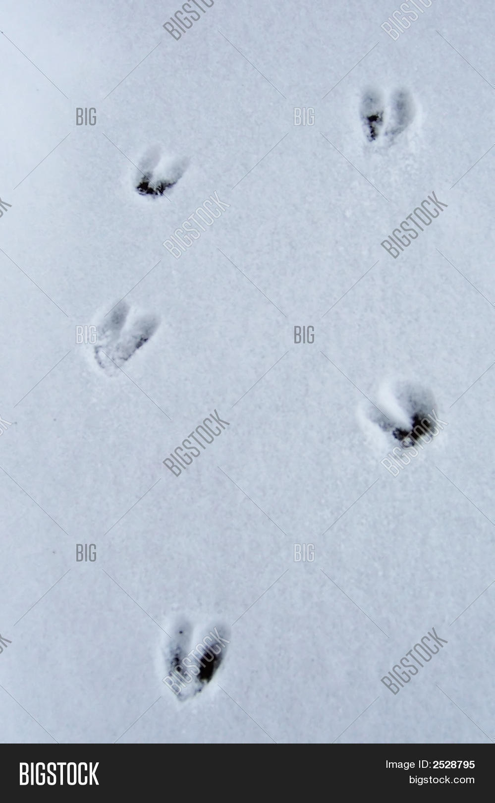 Deer Prints Image & Photo (Free Trial) | Bigstock