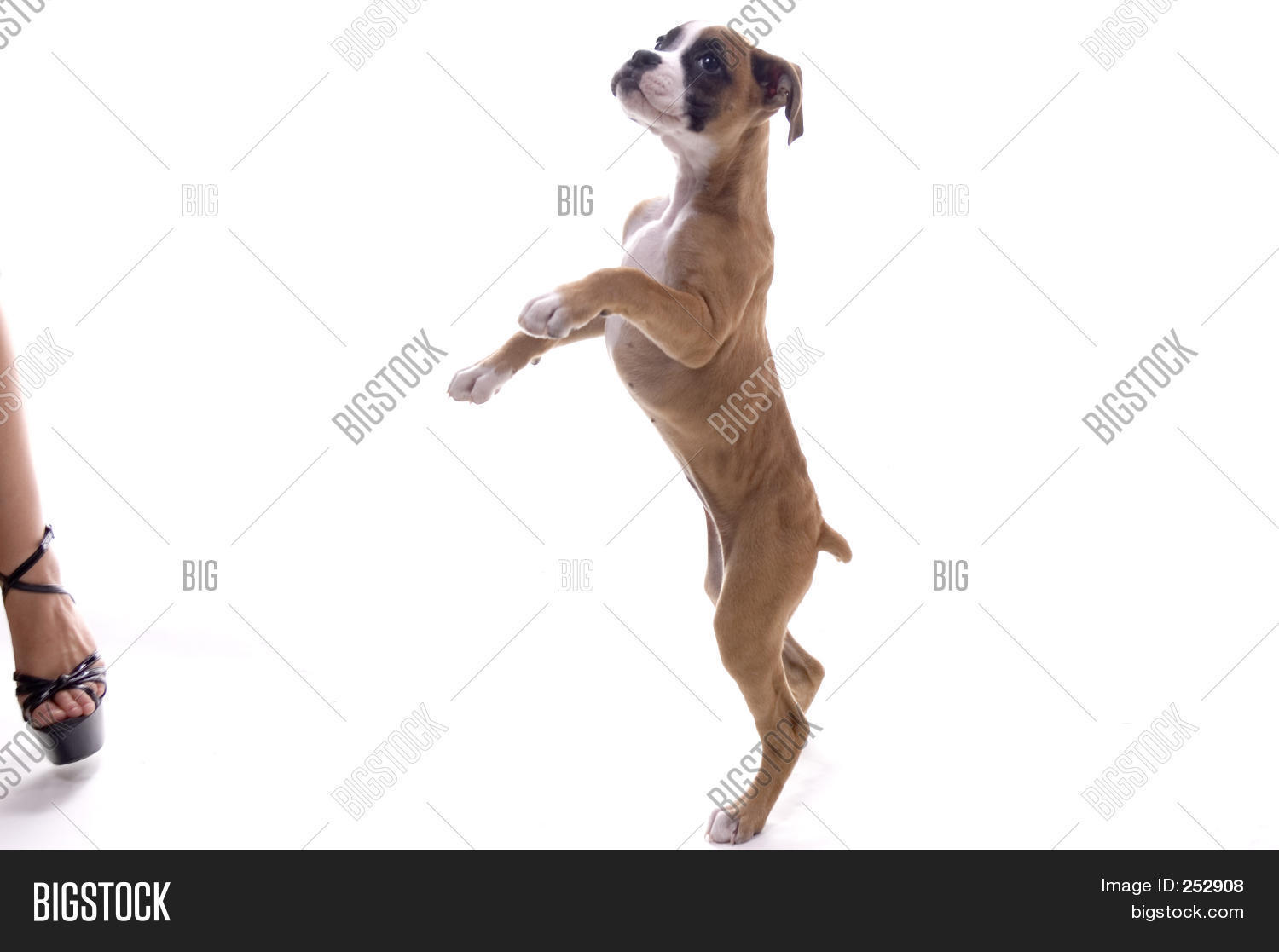 ภาพและภาพถ่าย (ทดลองใช้ฟรี) | Bigstock