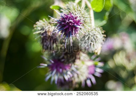 Burdock Flower ( Image & Photo (Free Trial) | Bigstock