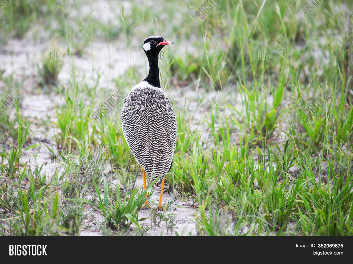 Northern Black Korhaan Image & Photo (Free Trial) | Bigstock