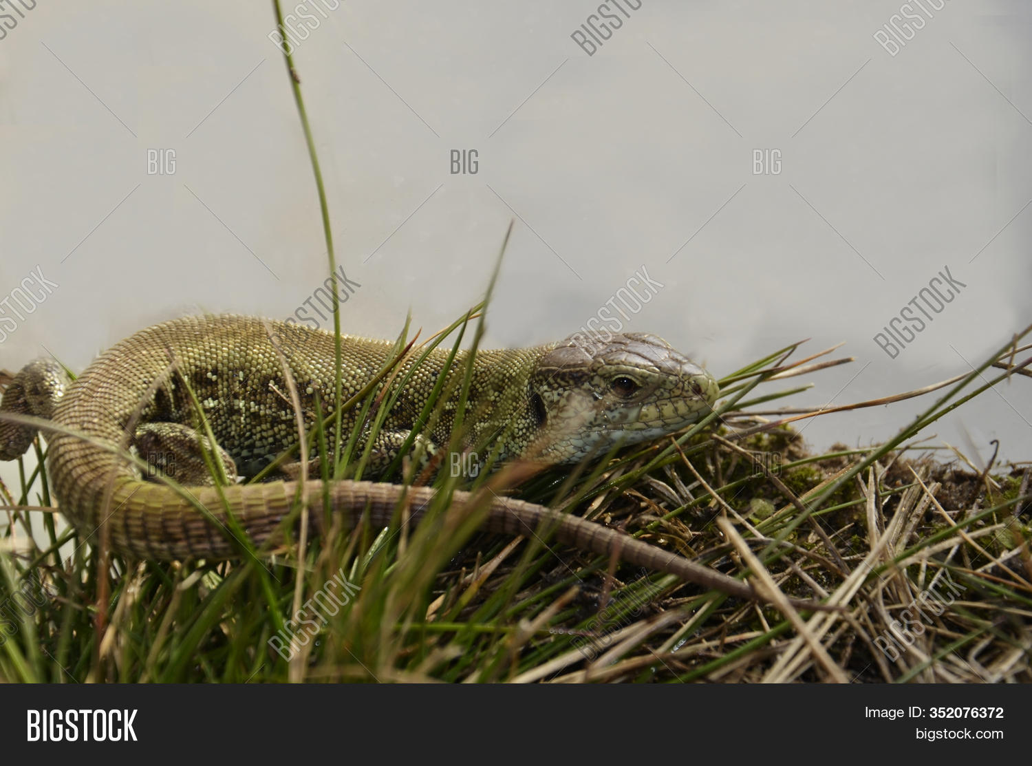 Nimble Lizard Lying On Image & Photo (Free Trial) | Bigstock