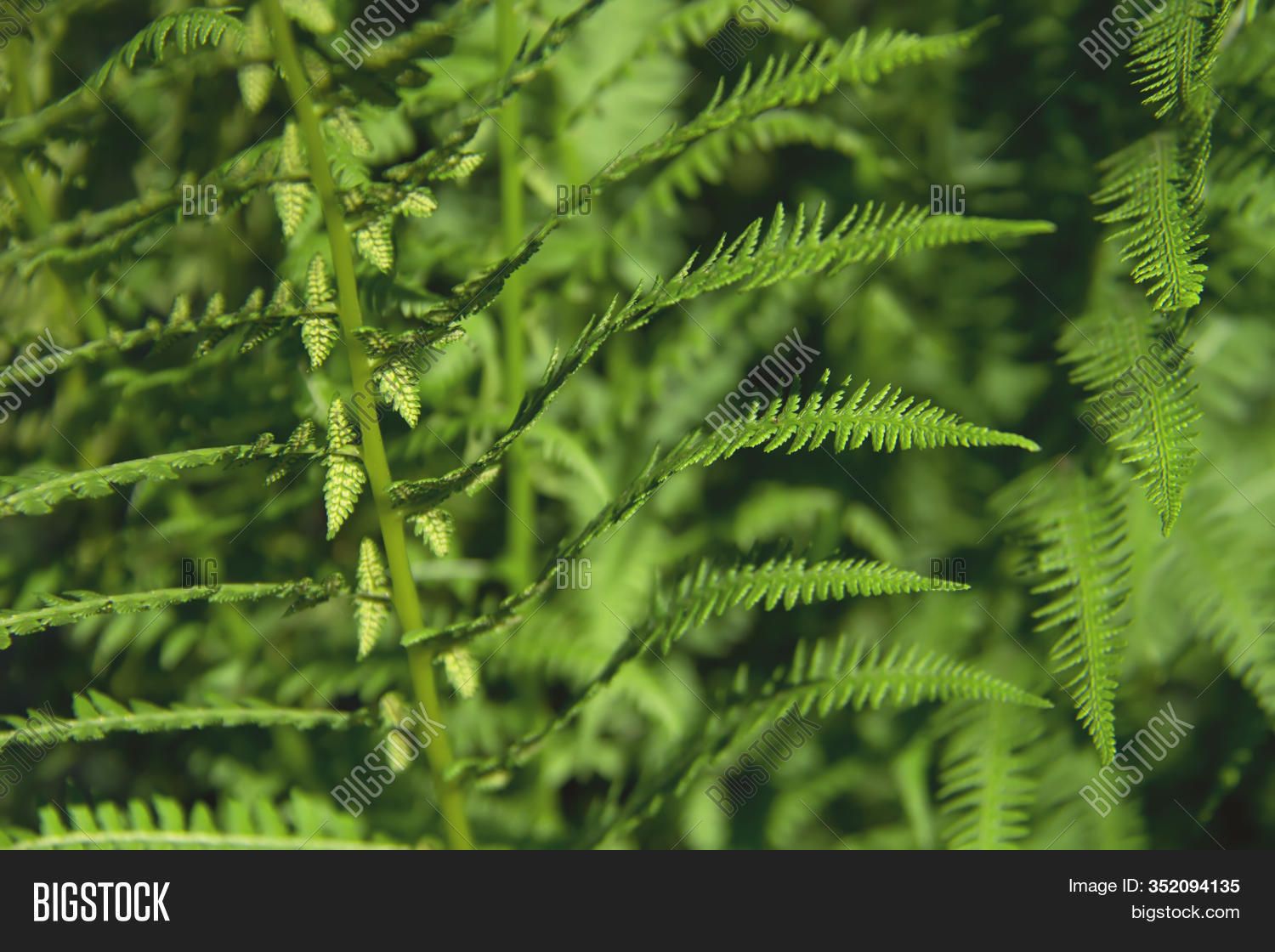 Athyrium Filix-femina Image & Photo (Free Trial) | Bigstock
