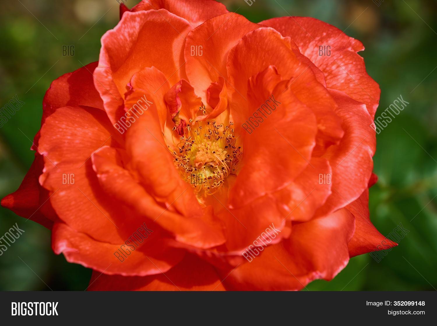 One Large Head Red Image & Photo (Free Trial) | Bigstock