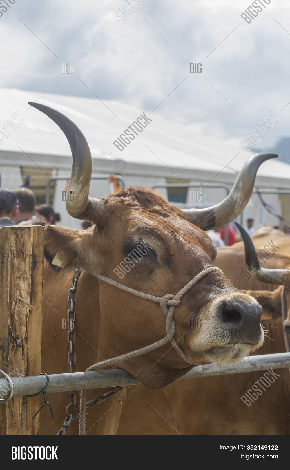 Bos Taurus Cow Big Image & Photo (Free Trial) | Bigstock