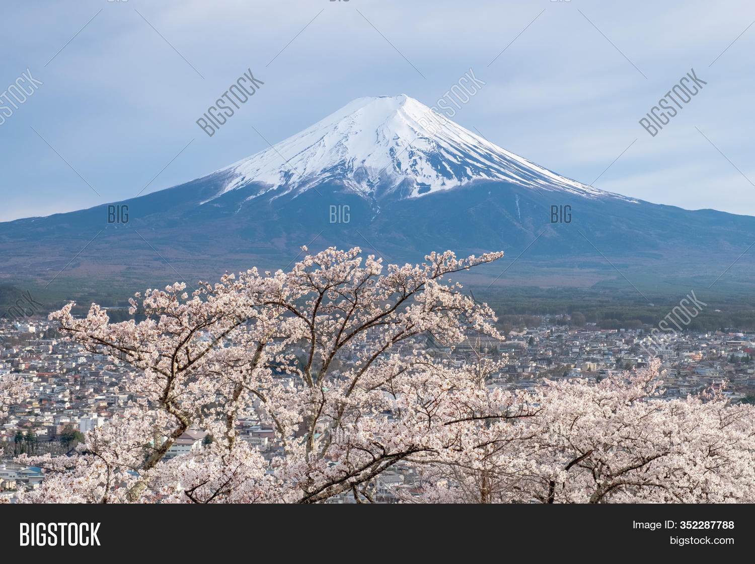 Fuji Mountain Sakura Image & Photo (Free Trial) | Bigstock