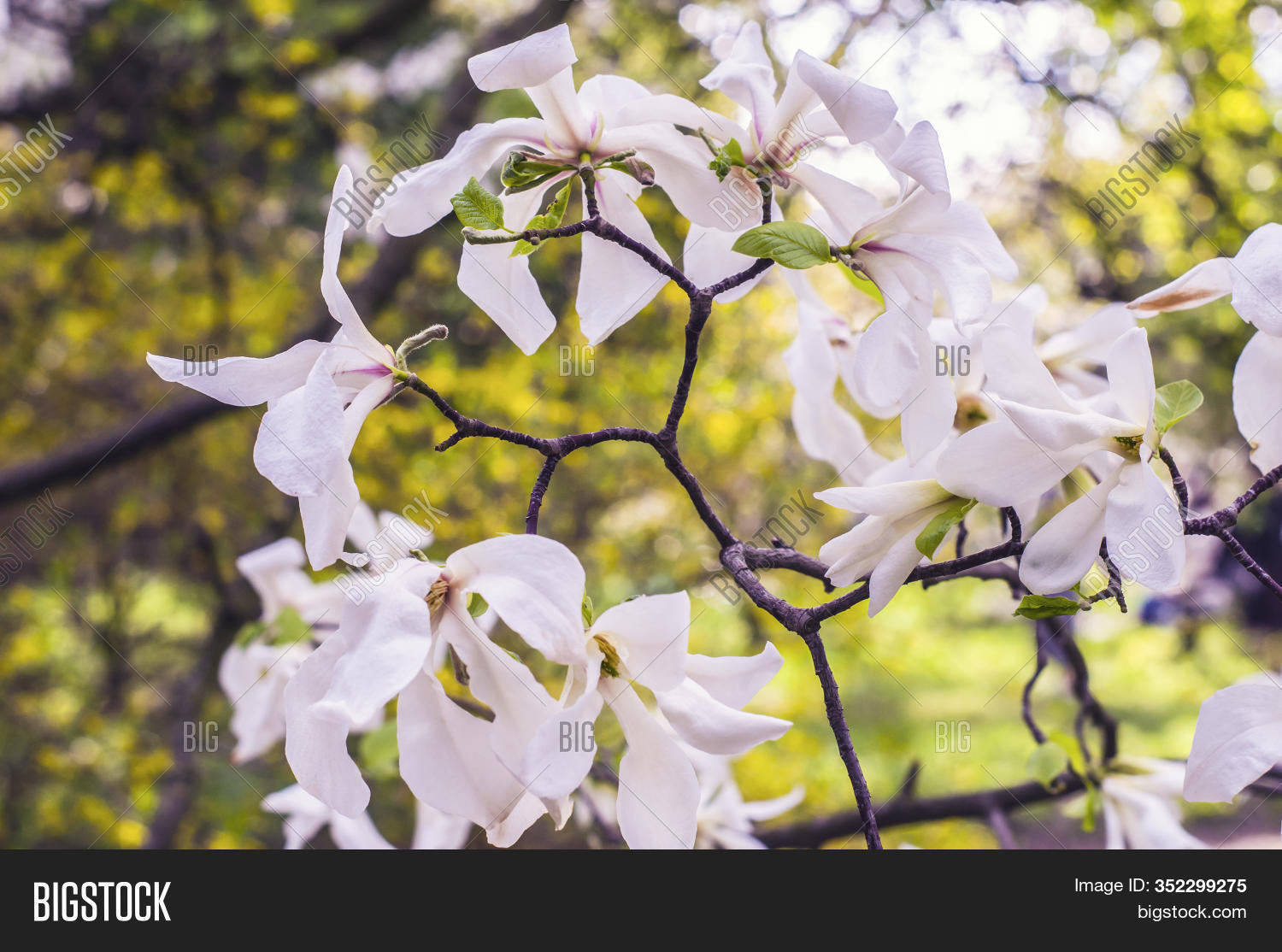 White Magnolia On Image & Photo (Free Trial) | Bigstock