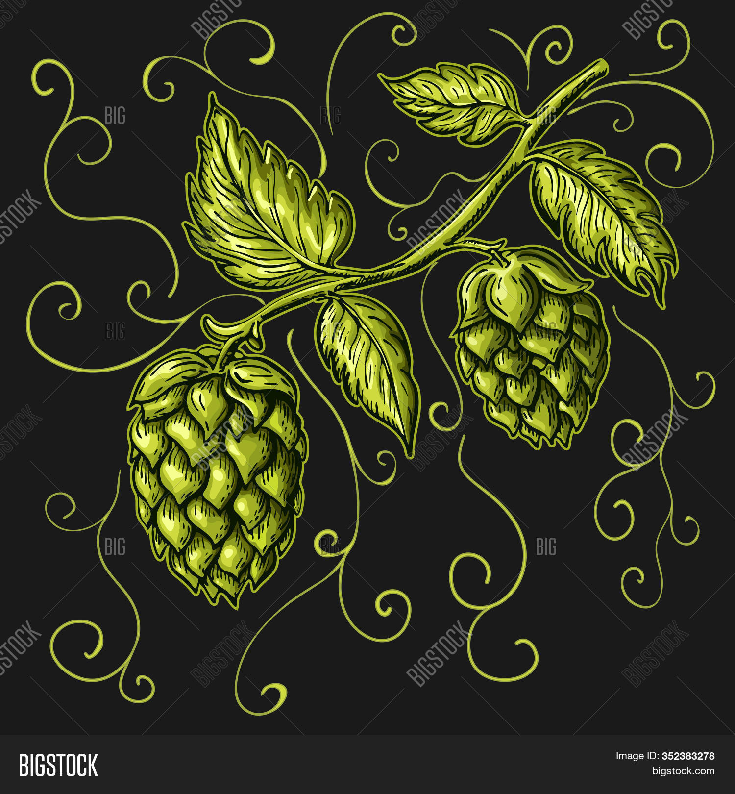 Hand Drawn Hops Plant Image & Photo (Free Trial) | Bigstock