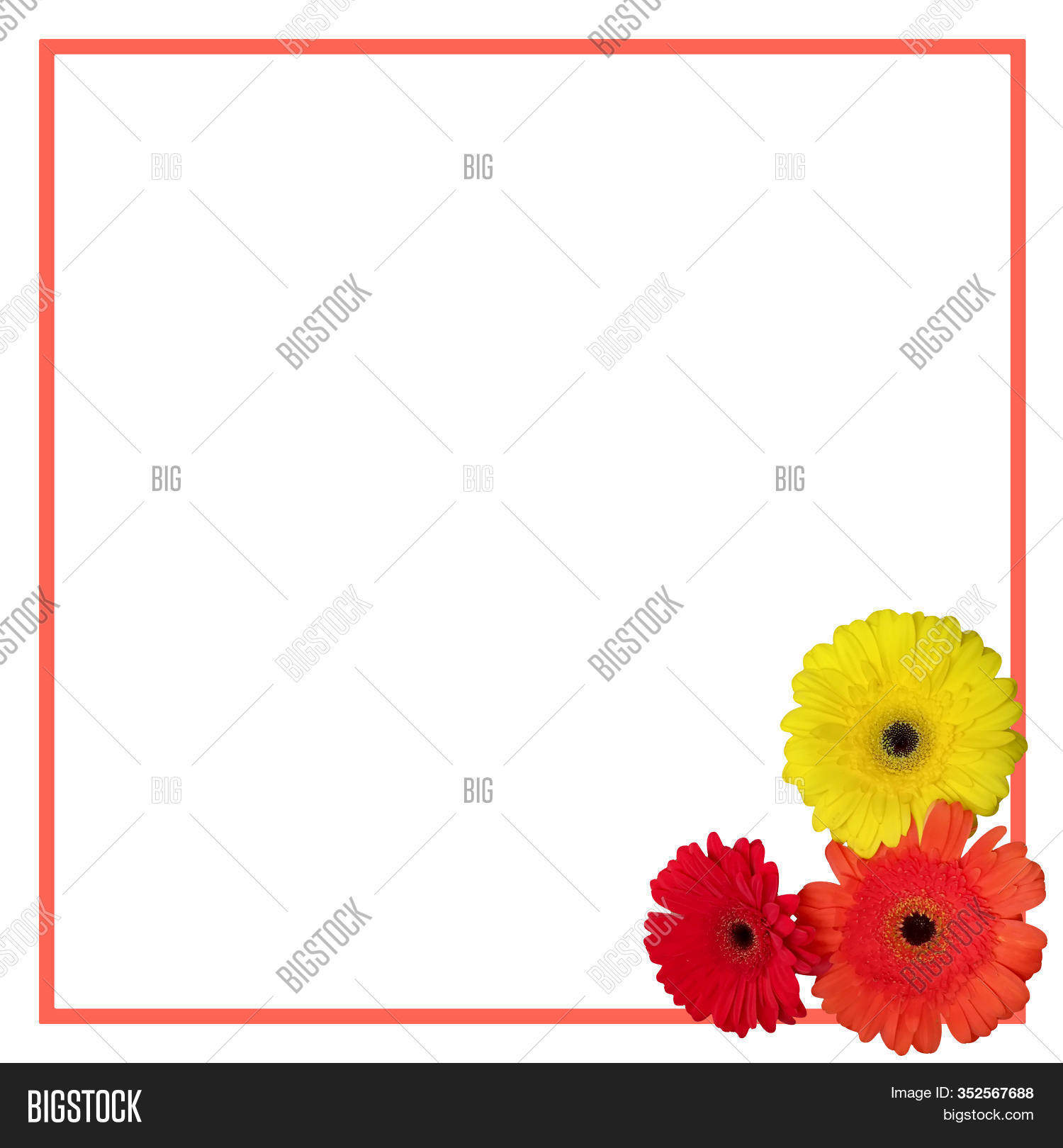 Gerbera Isolated On Image & Photo (Free Trial) | Bigstock